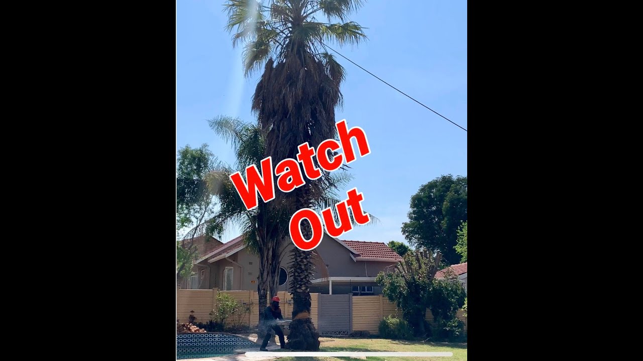 Monster Palm Tree Chopped Down - YouTube