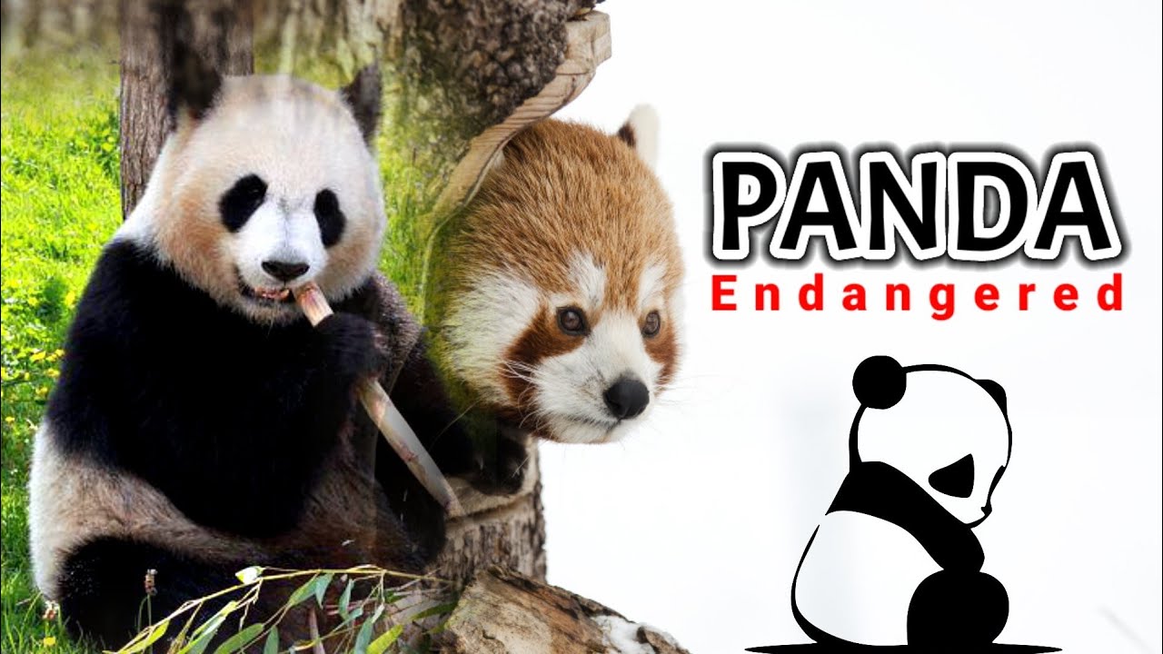 पांडा से जुड़े कुछ तथ्य |panda facts in hindi |amazing facts about ...