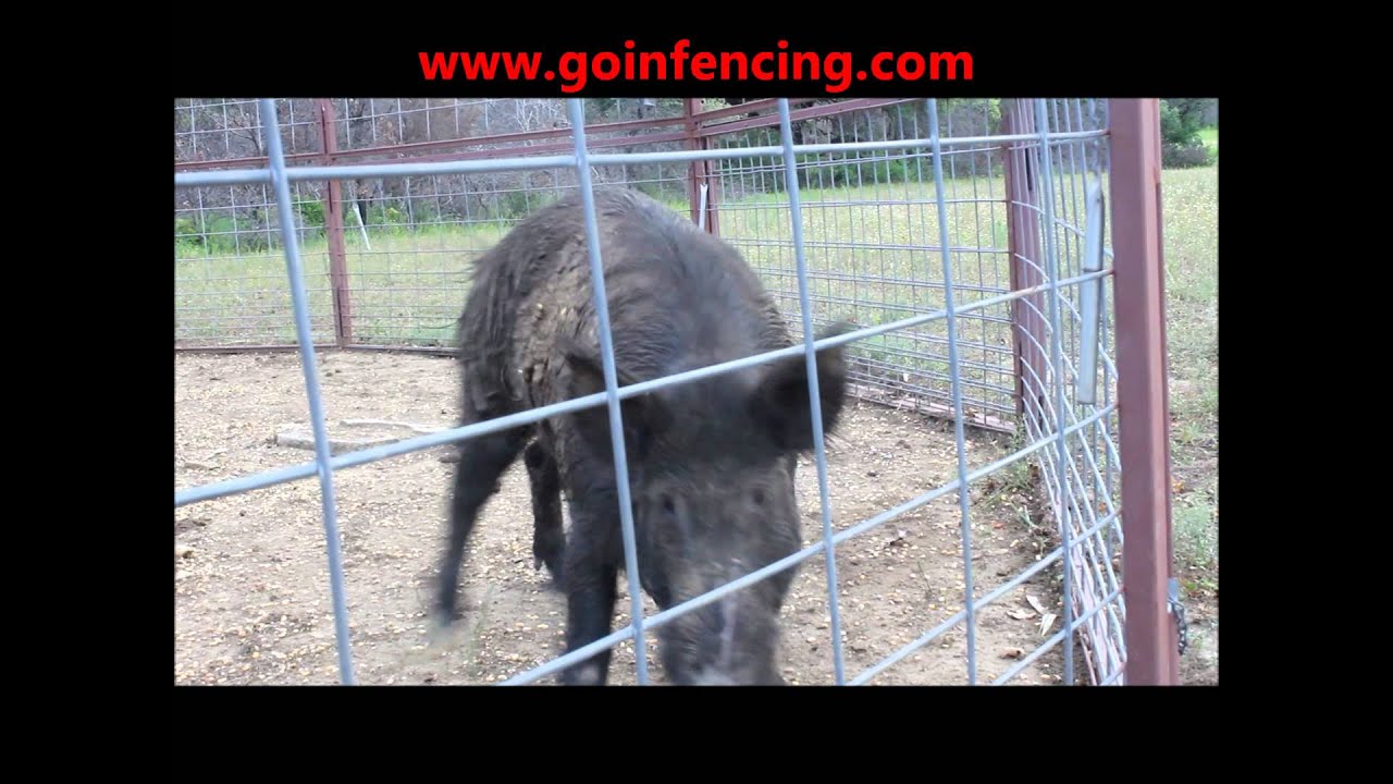 Hogdini The Jumper - YouTube