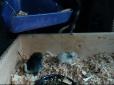 WMCR: 1 Week Old Chinchilla Kits - YouTube