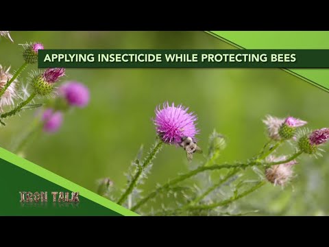 Should You Spray For Bees If It Might Rain
