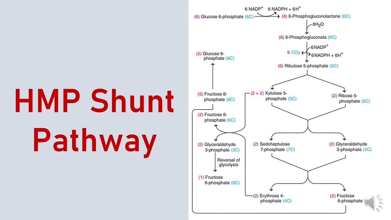 HMP SHUNT: Oxidative and Non- Oxidative Pathway in Hindi - YouTube