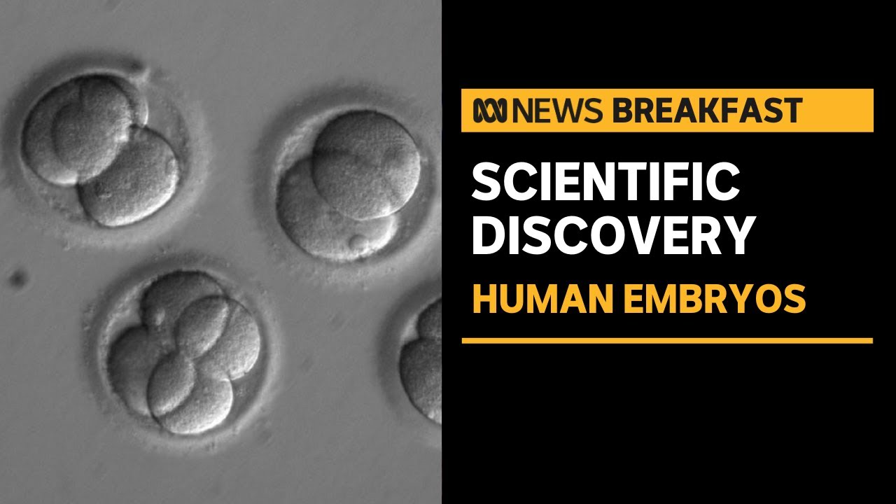 Melbourne scientists model human embryos from skin cells | ABC News ...