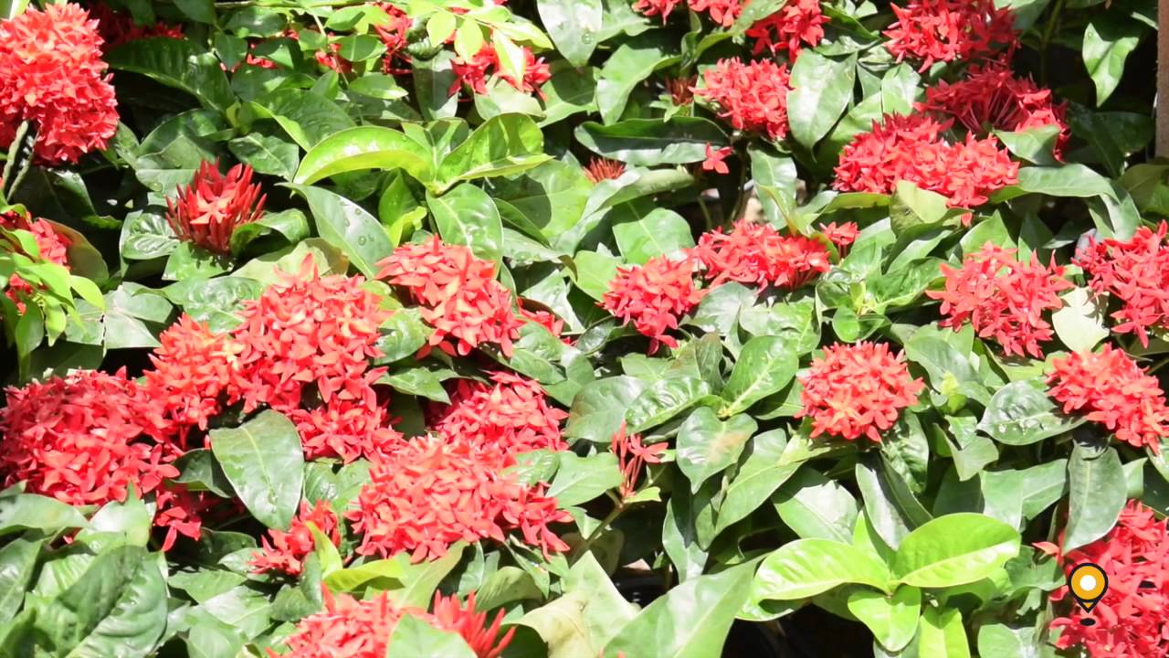 Roseberry Gardens & landscaping L.L.C - YouTube