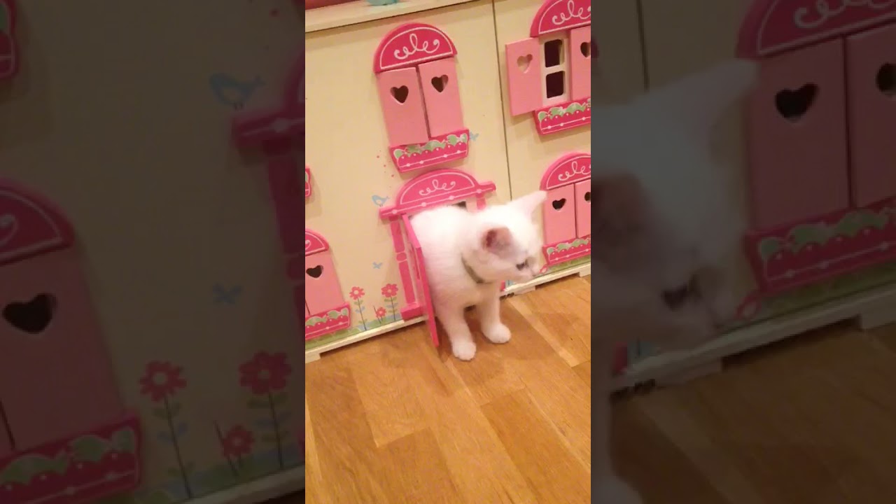 Cute cat in a doll house :3 - YouTube