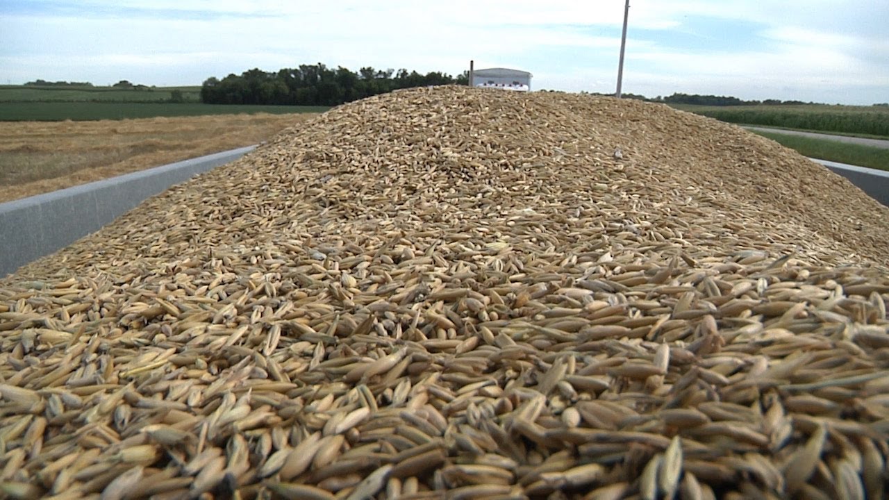 AgweekTV: Oats production renewed in South Dakota - YouTube