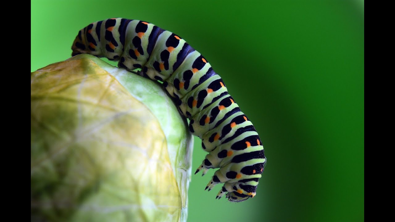 A Caterpillar's Voice (Children's Story) - YouTube