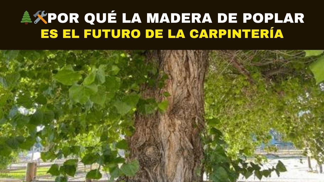 🌲🛠️Por qué la madera de POPLAR es el futuro de la carpintería - YouTube