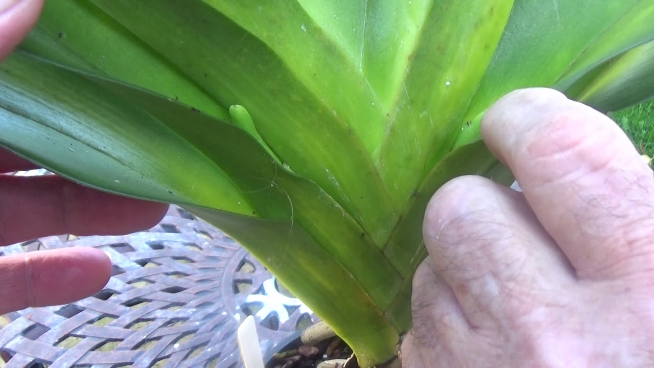 Another orchid visit - YouTube