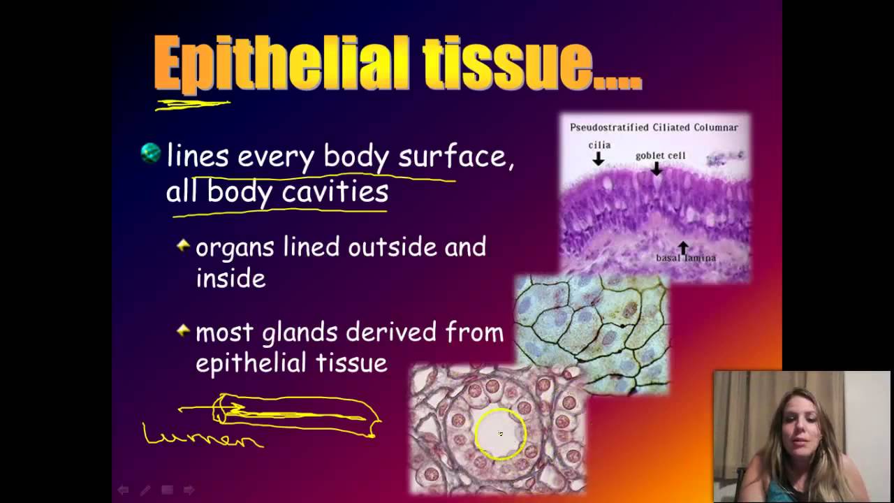 General Biology: Tissues Part 1 of 2 - YouTube