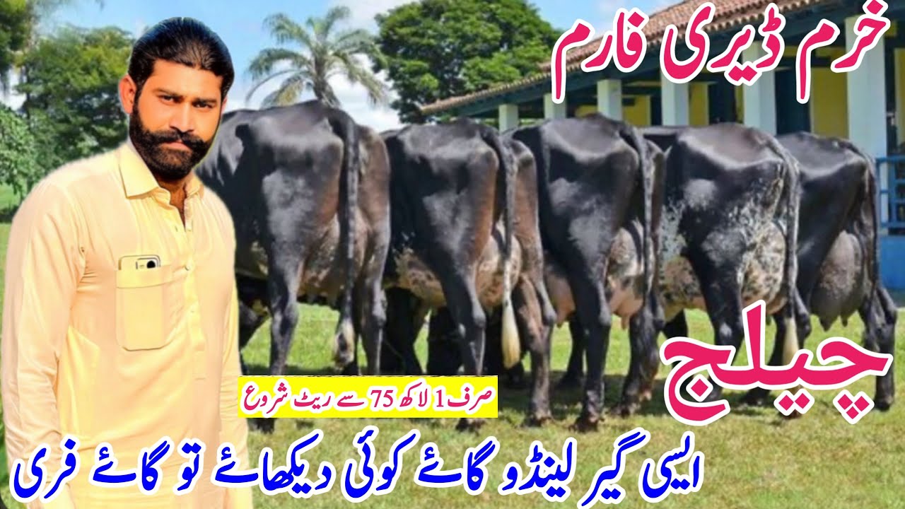 Girlando Cow In Punjab Pakistan Cow New Videos | Friesian Cows Cow ...