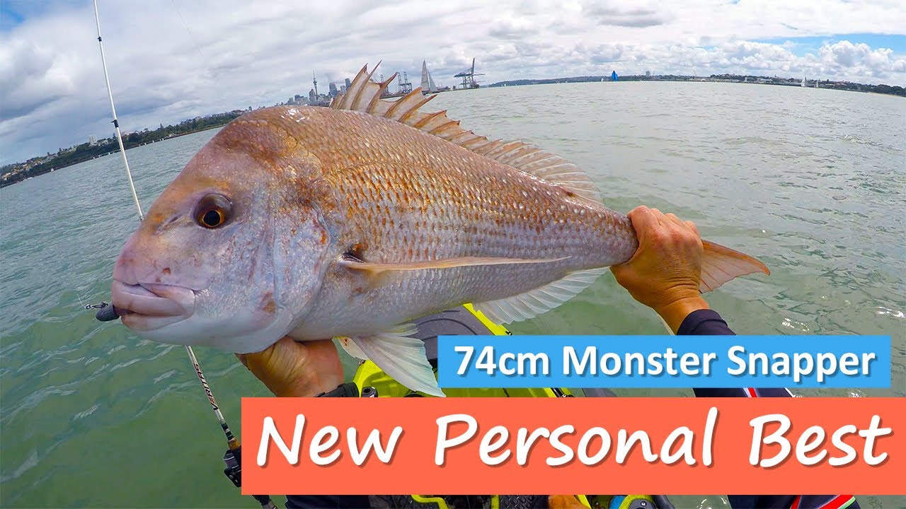 Huge 74cm Snapper | Caught in Auckland Harbour - YouTube