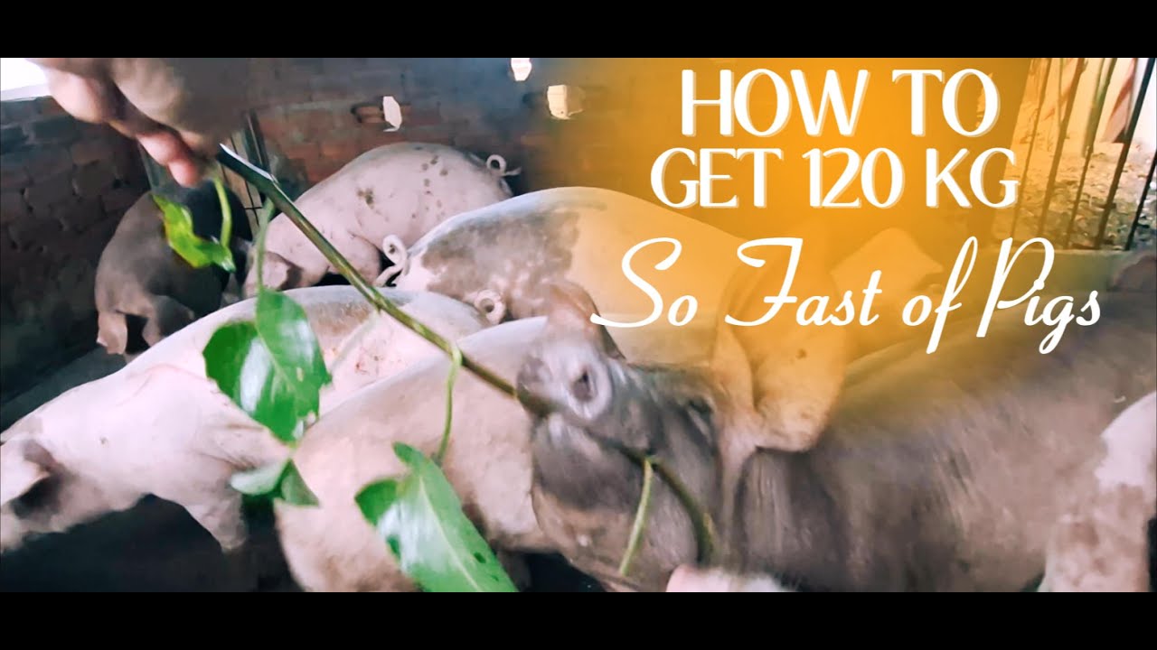 How To get 120 Kg So Fast Of Pigs | Easy Feed Pigs Vs Farmer #youtube # ...