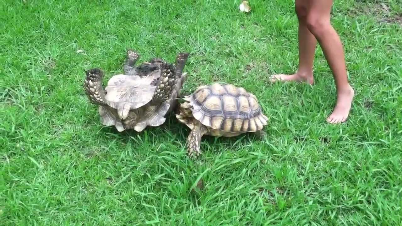 Fred and Thor. African sulcata meeting. Female flips male. - YouTube