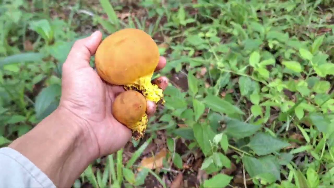 JAMUR TRUFFLE DI HUTAN INDONEDIA || Panen jamur termahal di dunia # ...