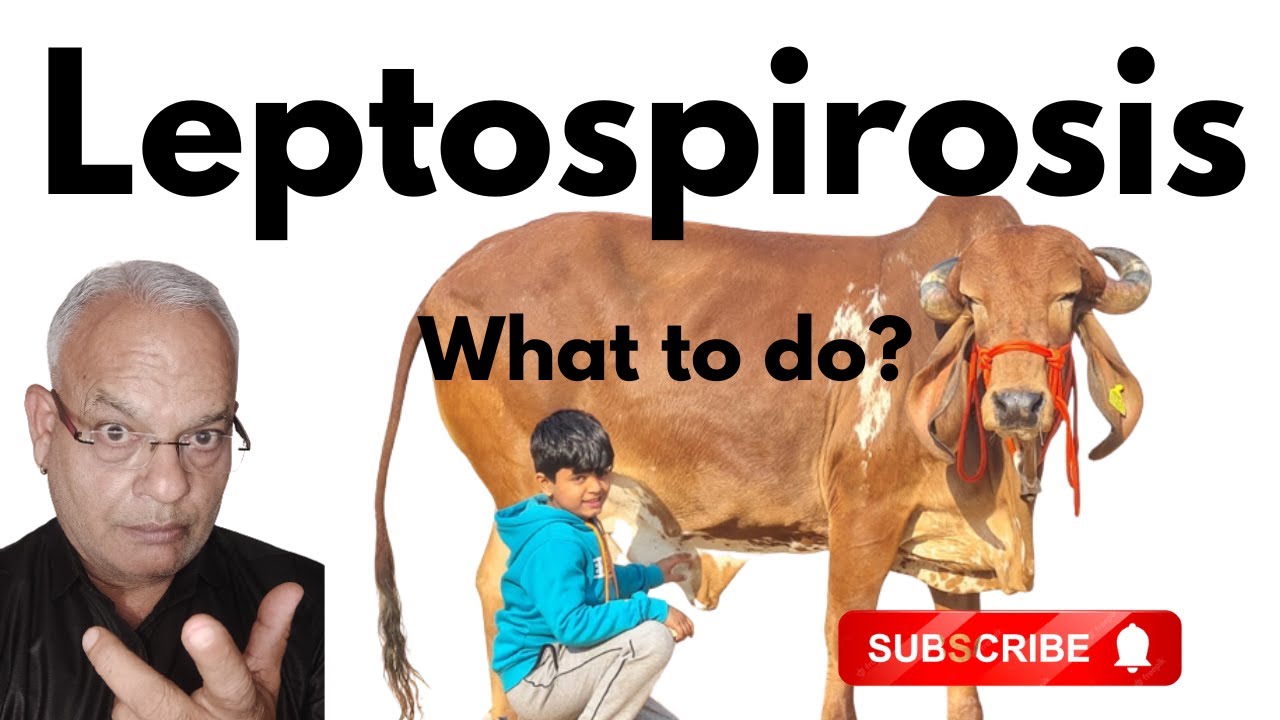 The Silent Threat: Leptospirosis Uncovered in Cattle I GNP Sir - YouTube