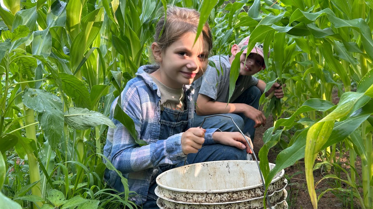 Pulling Suckers off Corn, Tying up Tomatoes & Planting Sweet Potatoes ...