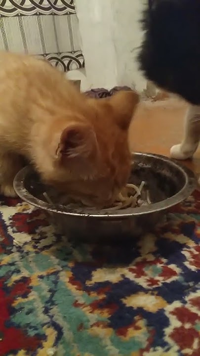 котёнок и кошка едят - YouTube