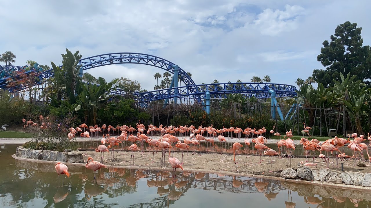 Beautiful Flamingos (SeaWorld) - YouTube