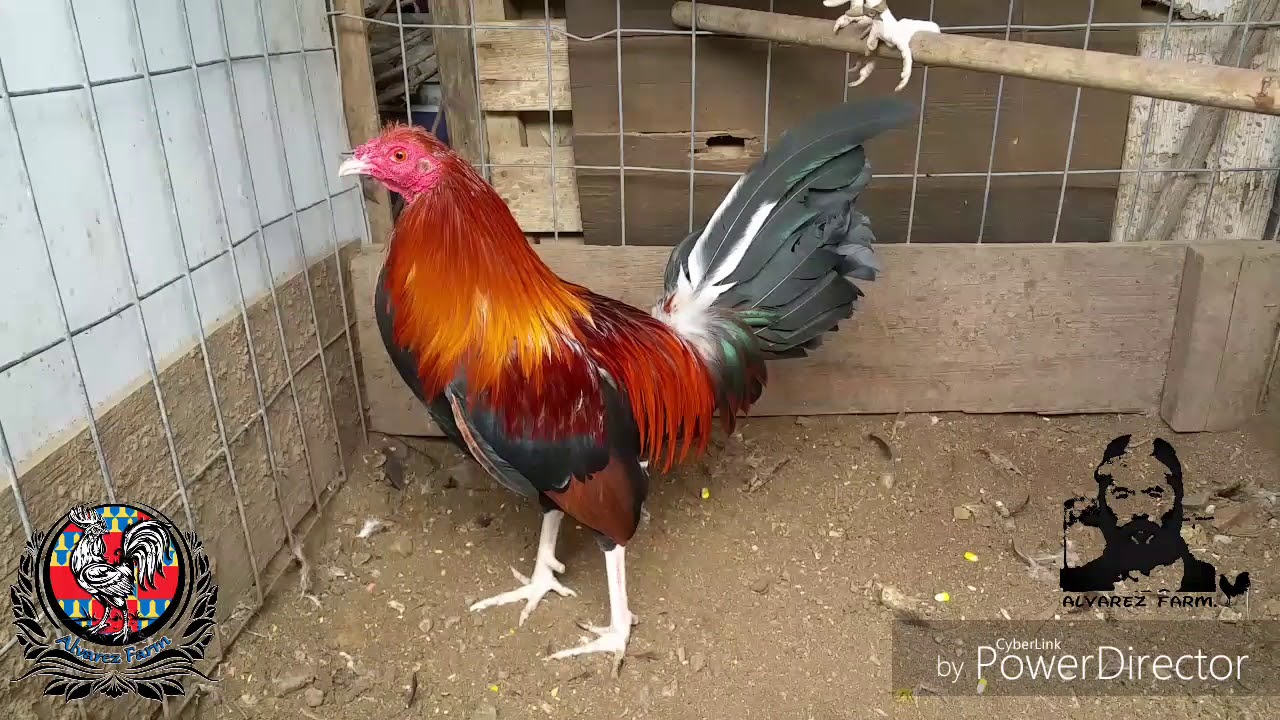 Gallo butcher EL BARBON - YouTube