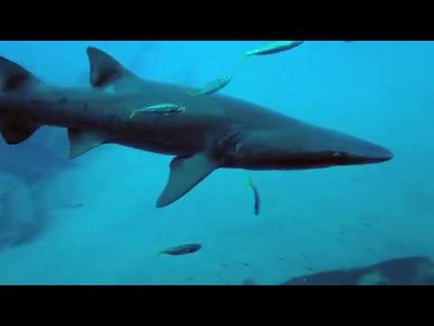 Shark and Wreck Diving - YouTube