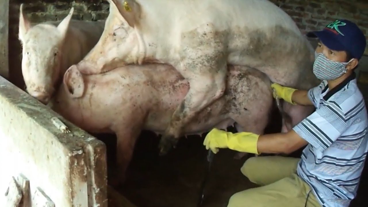 Beautiful SOW Vs One Boar, How to breed sows to give birth to many ...