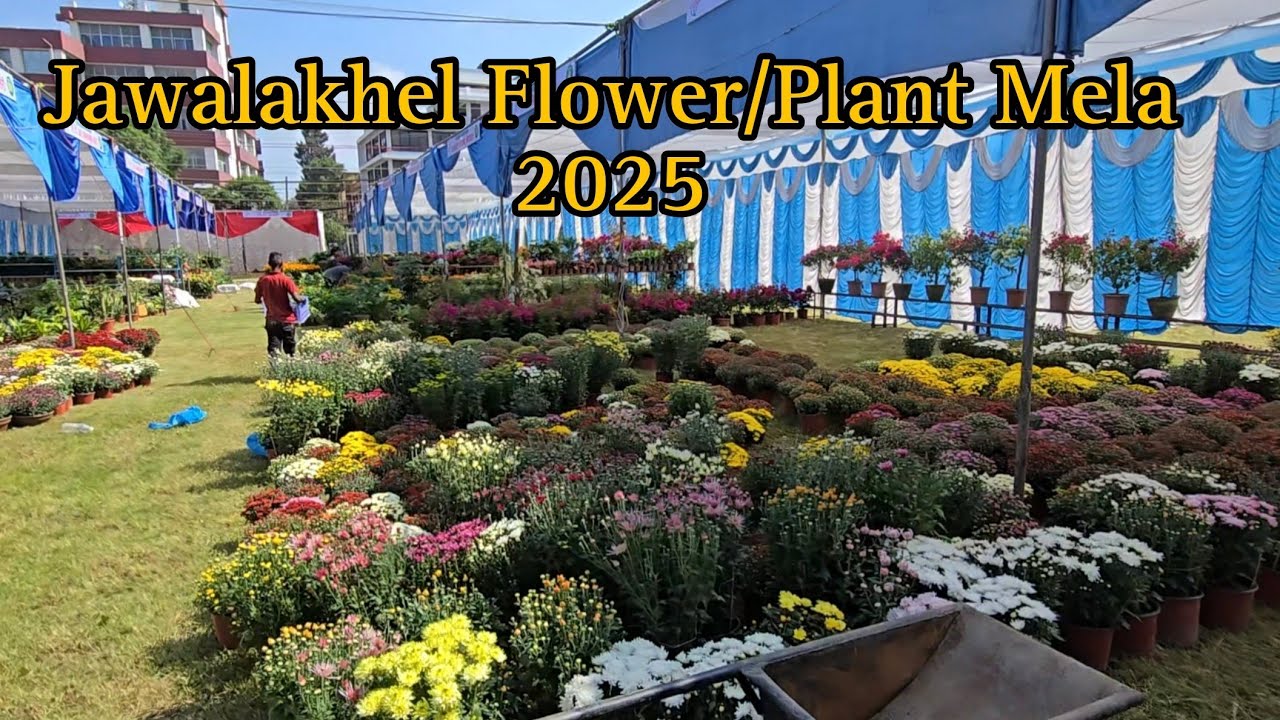Flower/ Plant Mela Jawalakhel Football Ground #flowermela #plantmela # ...