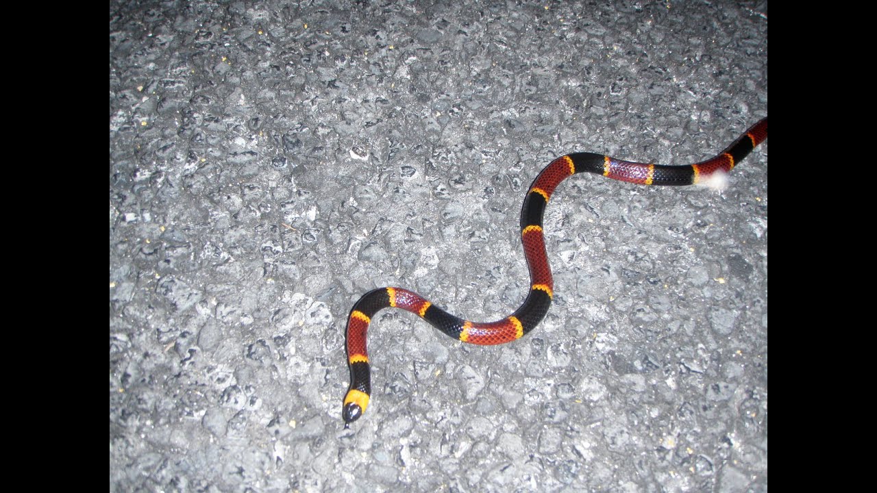 Coral Snake Rhyme, Beware! - YouTube