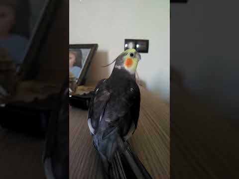 Konuşan Sultan papağanı