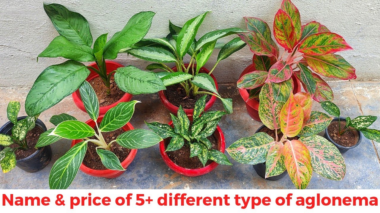 Permanent colourful leaf plant | Propagation and care of Aglonema Plant ...