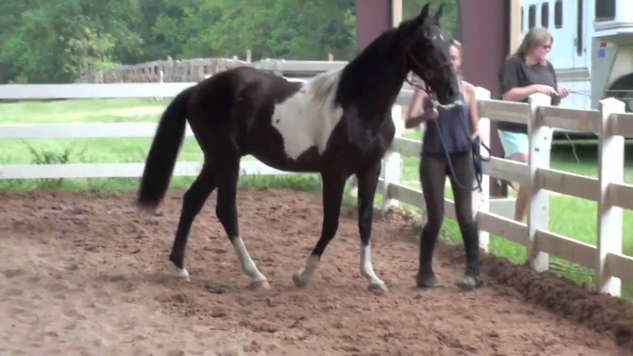 Dressage Prospect, Warmblood Gelding - YouTube