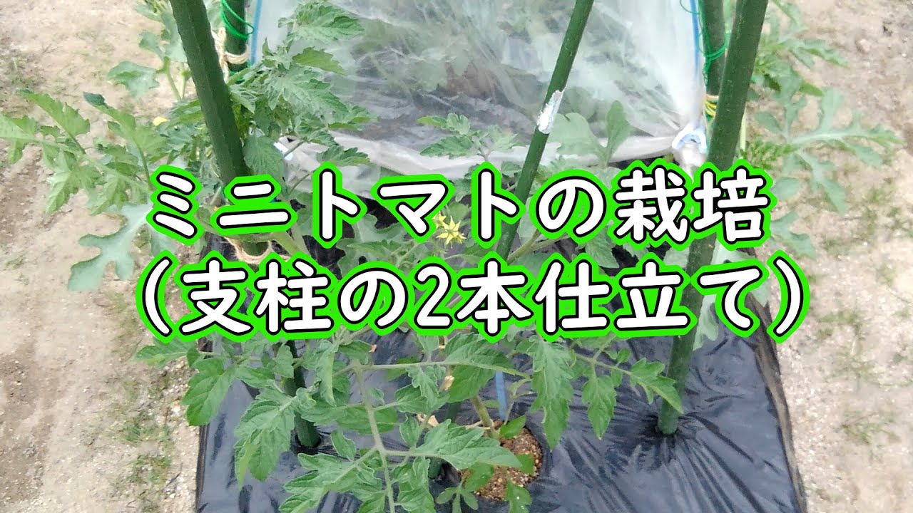 ミニトマトの栽培:支柱の立て方(ミニトマトの二本仕立て) Youtube