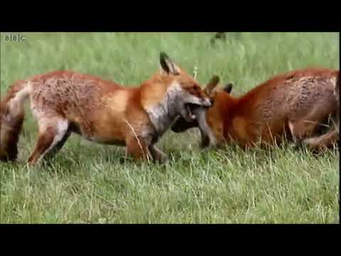 Two foxes fighting over territory