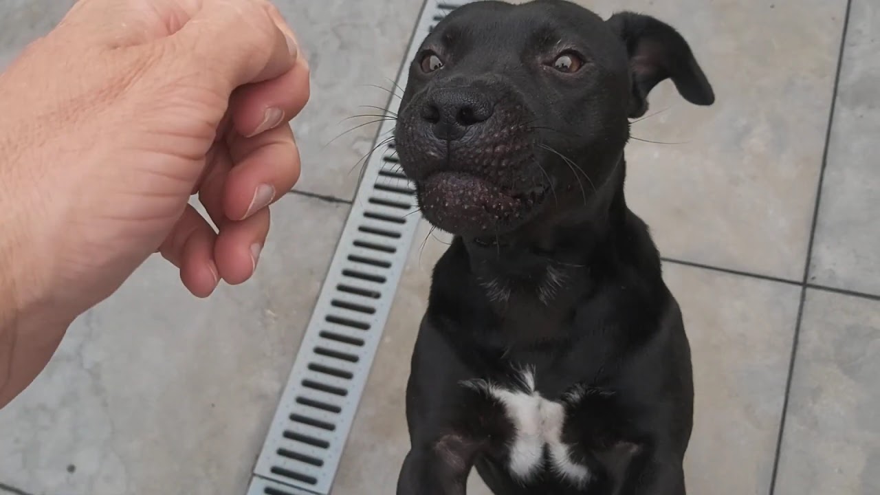 WILD Barking PATTERDALE BERSERKER dog BSL Estacado MAD dog - YouTube