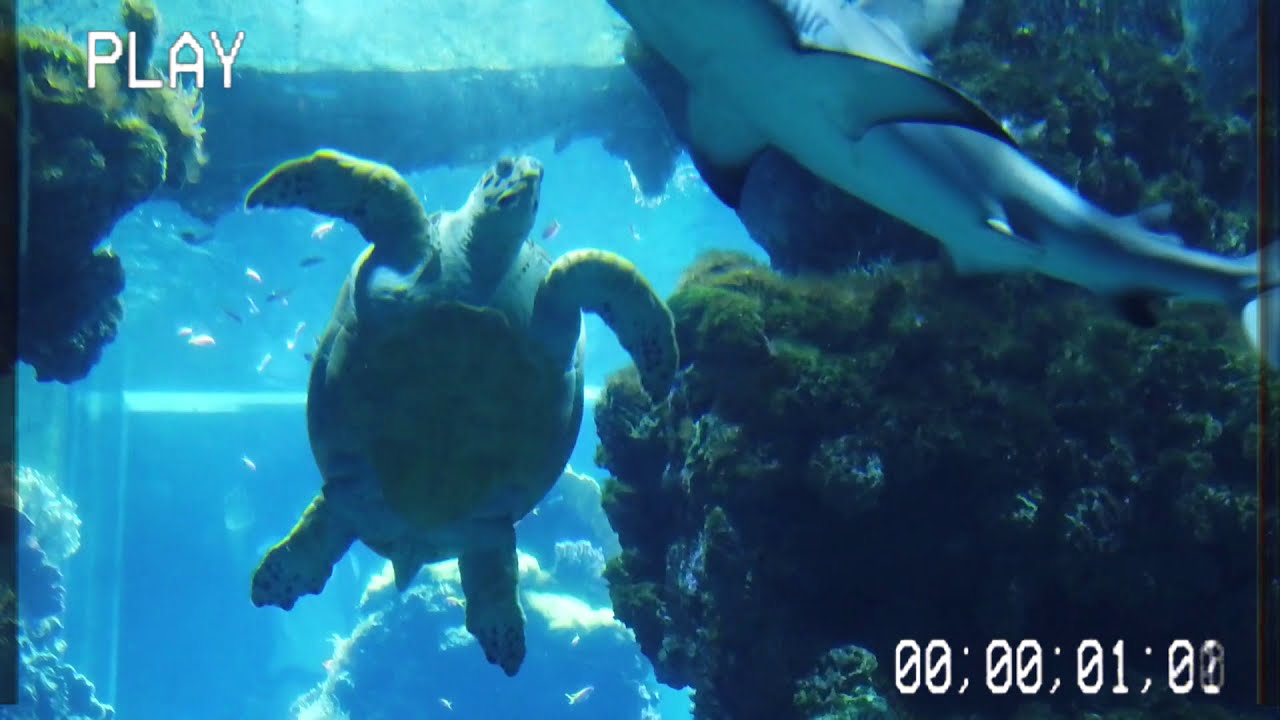 the turtle tank - JZAce - YouTube