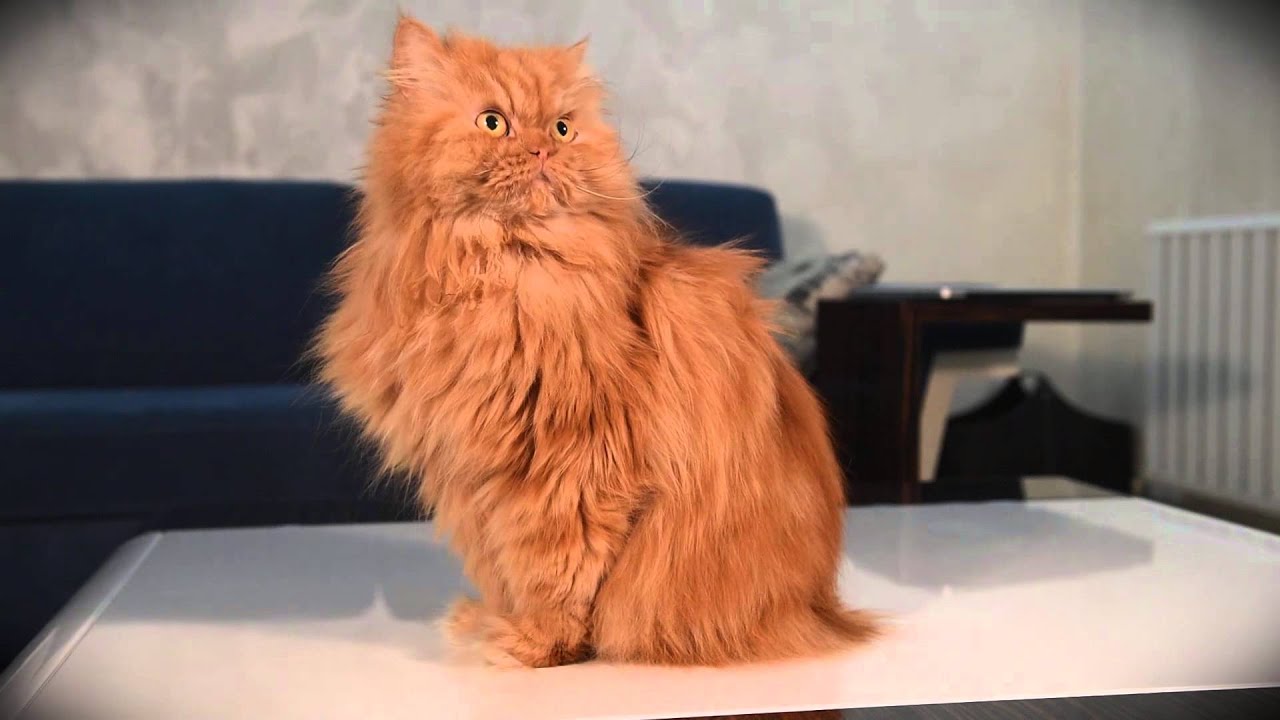 Angry Cat Garfi "Cat Sounds" - YouTube