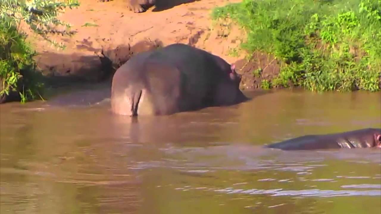 Swishing Hippo Tail - YouTube