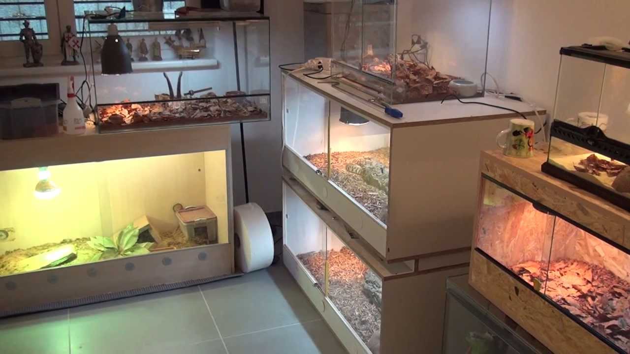 New Reptile Room and New Snakes!!! - YouTube