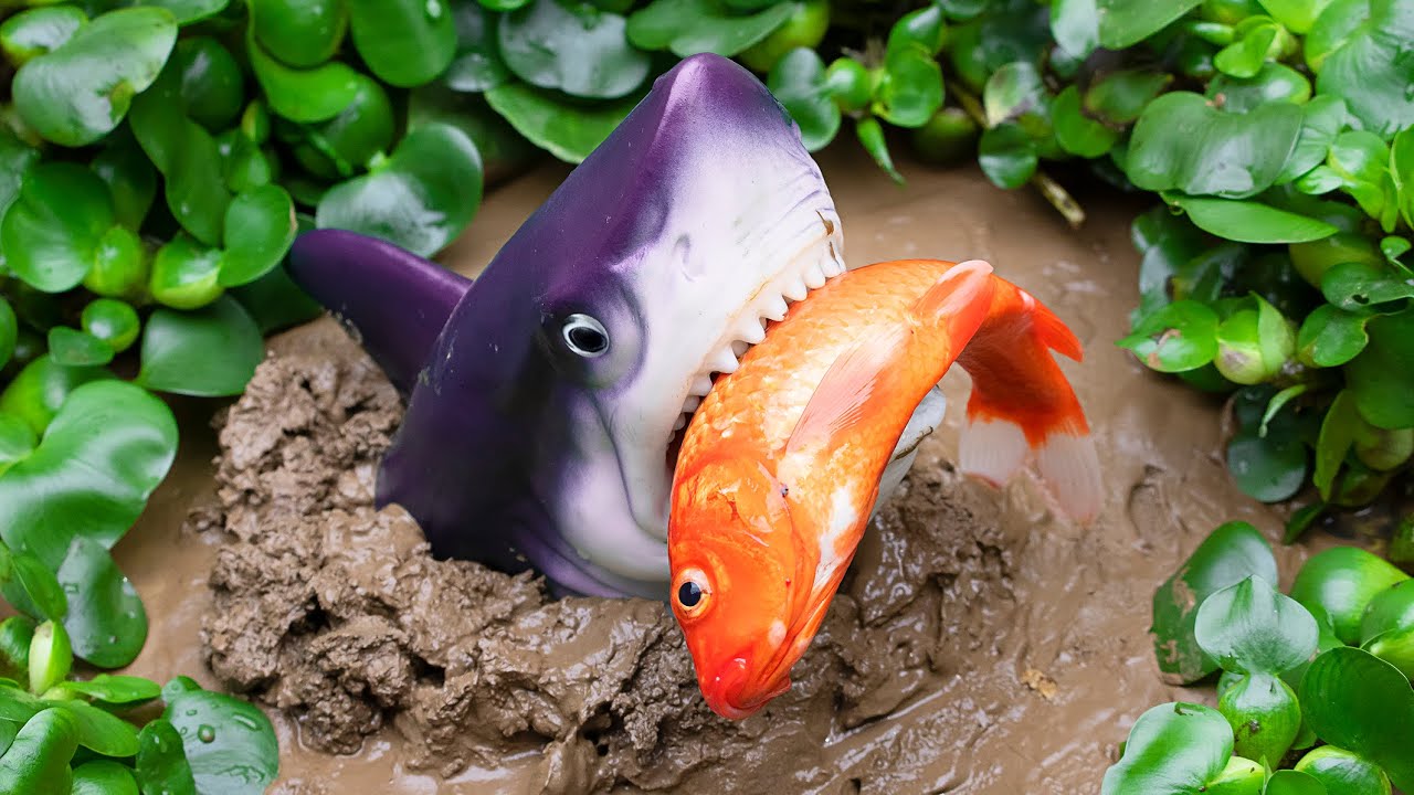 Mud Survival Battle - Baby Shark Hunts Koi Fish, Eels - Stop Motion ...