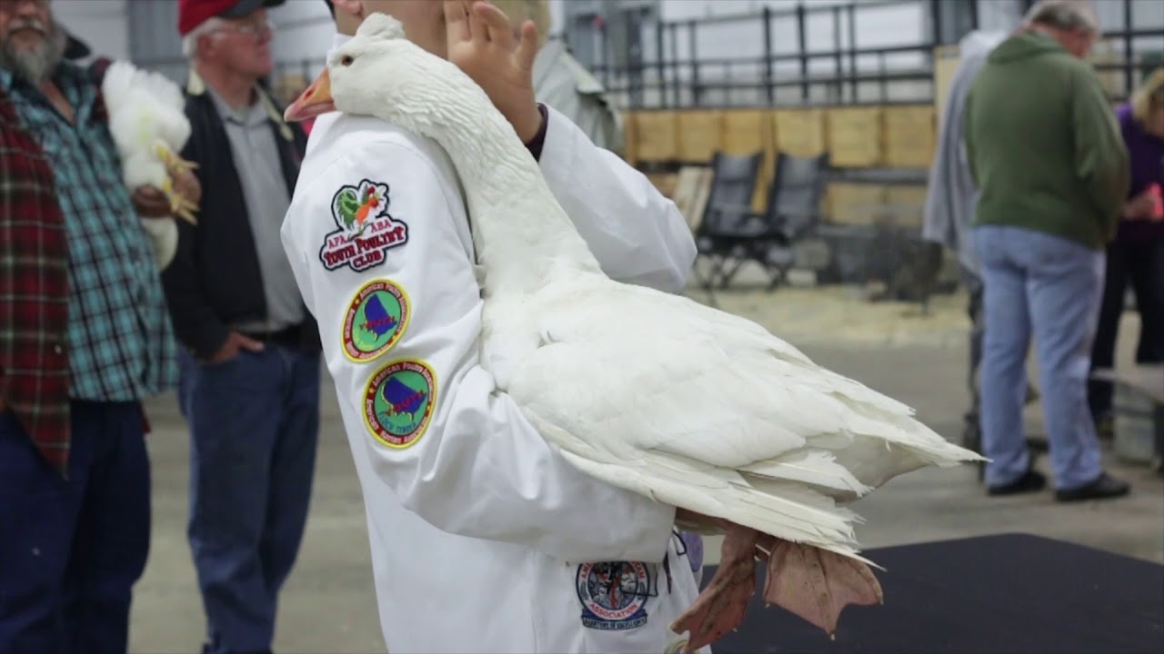 Tufted Roman (Goose) - YouTube