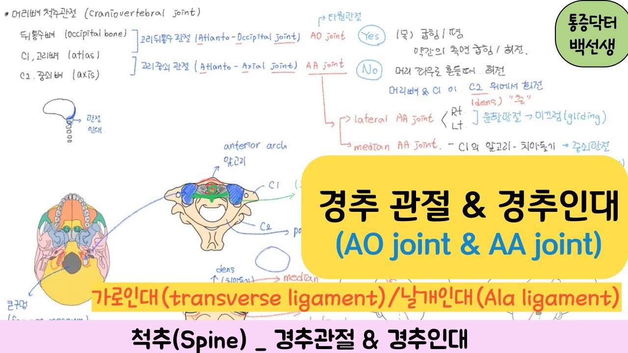 척추해부학 _ 경추관절 & 경추인대 (AO joint & AA joint) _ 가로인대(transverse ligament ...