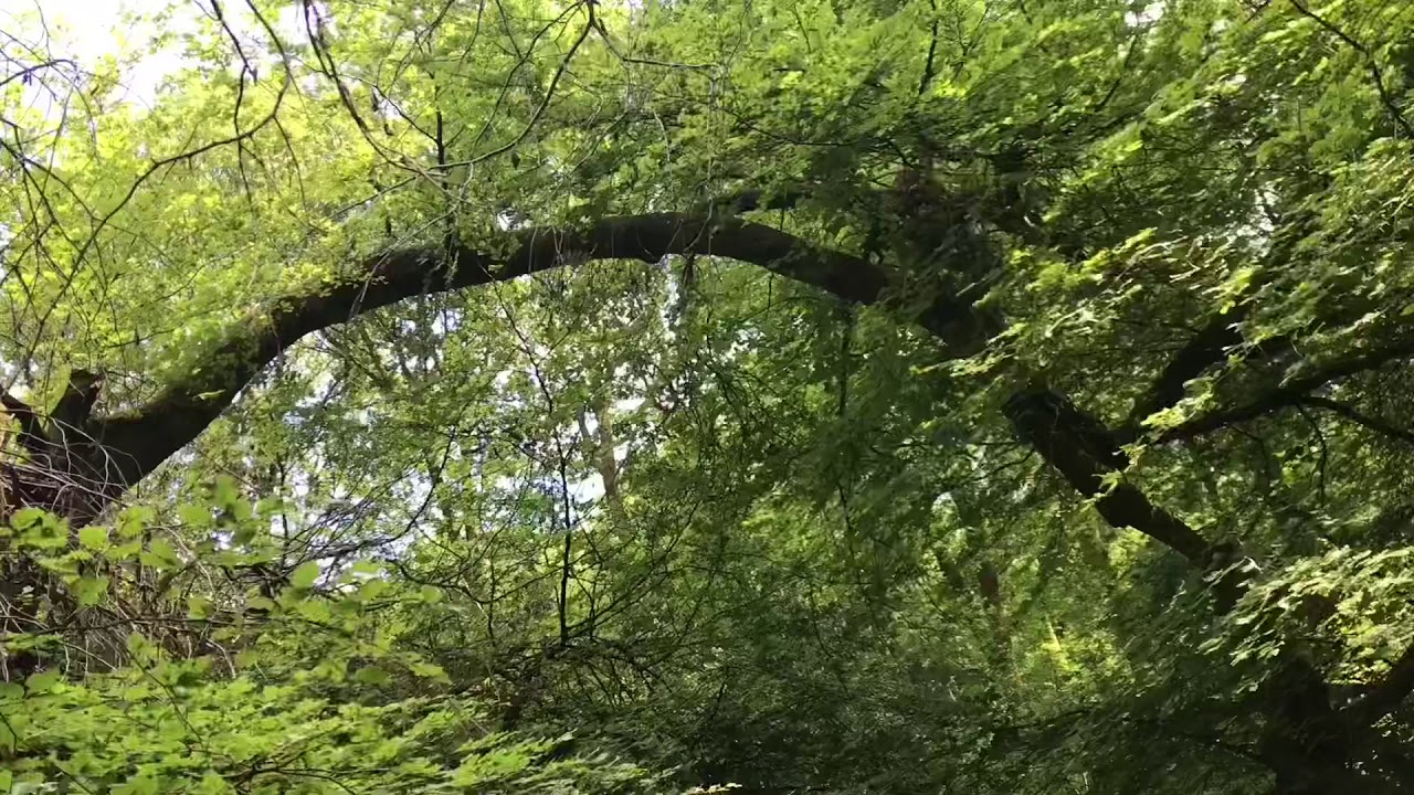 Free Climbing a beech tree - YouTube