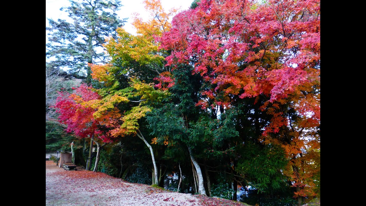 Beautiful Autumn Foliage in Miyajima, Hiroshima (2014) - YouTube