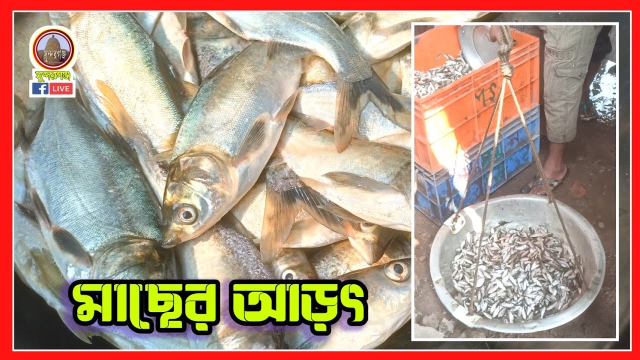 সুন্দরগঞ্জ পৌর মাছের আরৎ | Sundarganj Fish Arot - YouTube