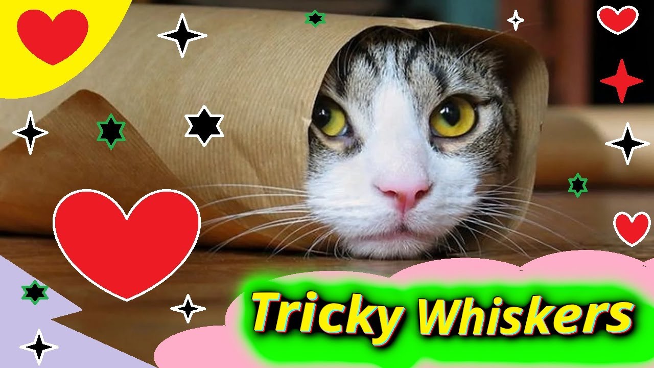 Energizer cats their irrepressible energy will make you smile! - YouTube