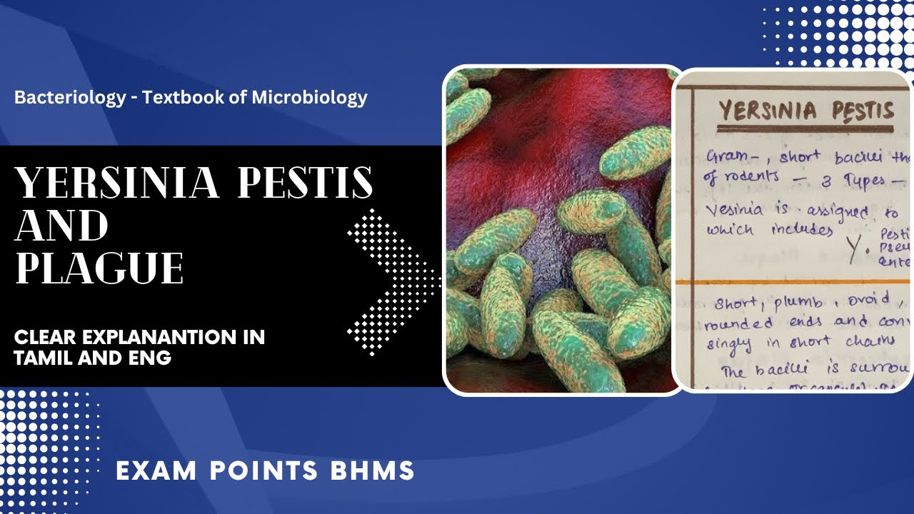 Learn Yersinia Pestis and Plague in 6mins |Microbiology pathogenesis # ...