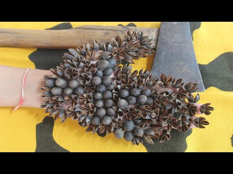 We Help Remove Million Big Ticks on Finger Humans With Ax That Works 100% #303