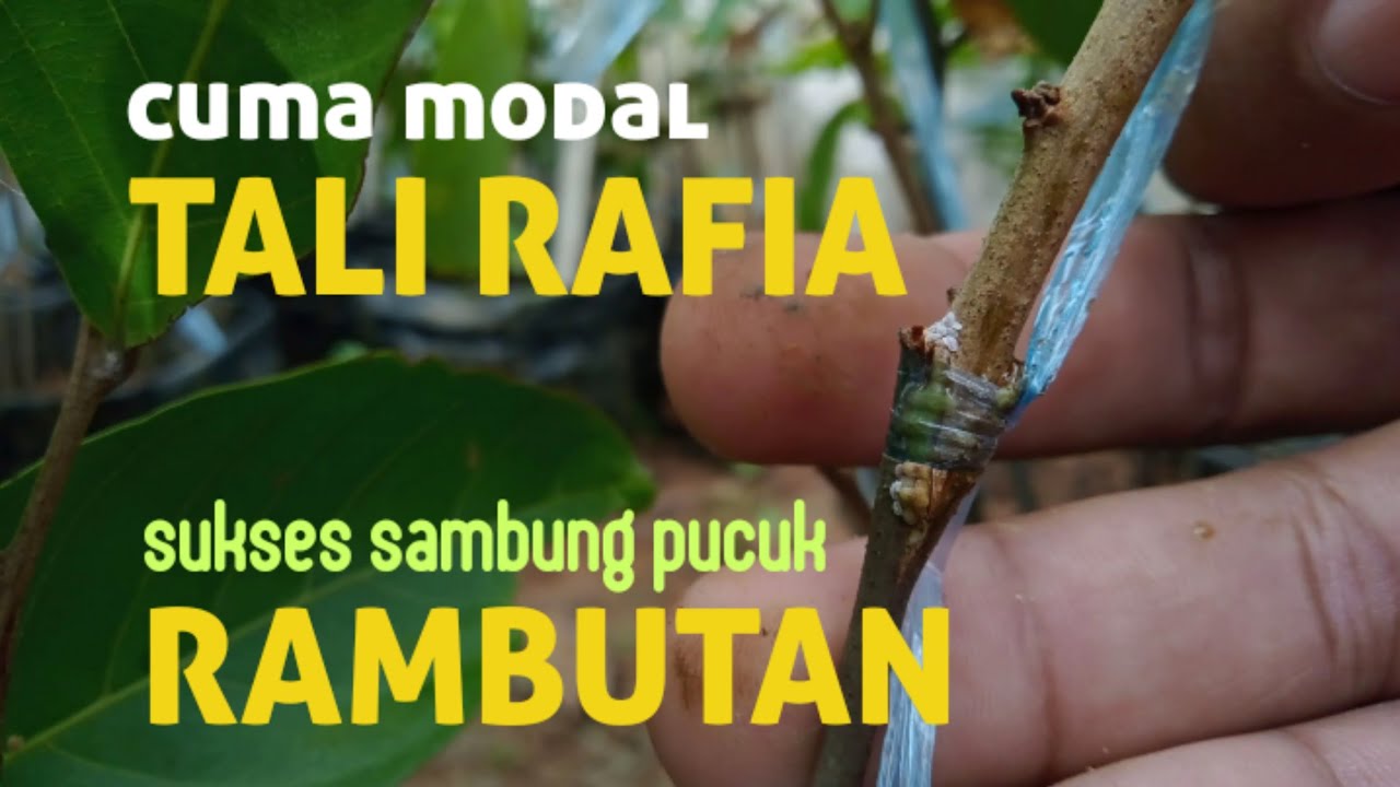 Buka sungkup dan pemisahan bibit hasil sambung pucuk rambutan - YouTube
