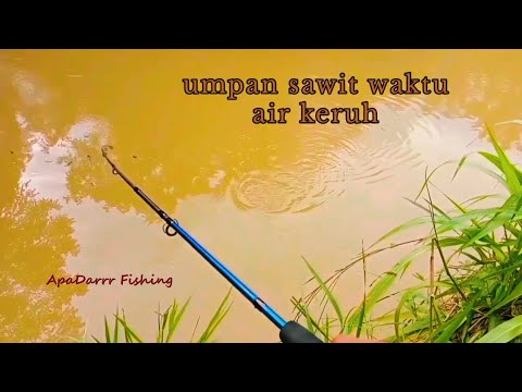 Umpan sawit tetap padu memancing lampam walau air keruh