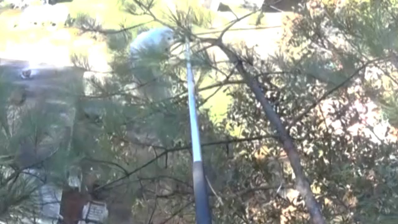 Cat Falls On Trampoline During Rescue - YouTube